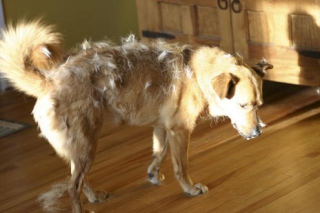 Perchè il cane perde il pelo? | Mondopets.it Perchè il cane perde il pelo? | Mondopets.it
