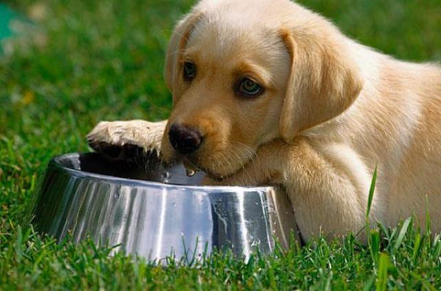 Quanta acqua deve bere il Cane? | Mondopets.it Quanta acqua deve bere il Cane? | Mondopets.it