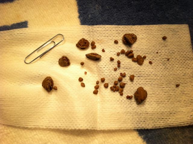 Calcoli renali nel Gatto: sintomi e trattamento | Mondopets.it Calcoli renali nel Gatto: sintomi e trattamento | Mondopets.it